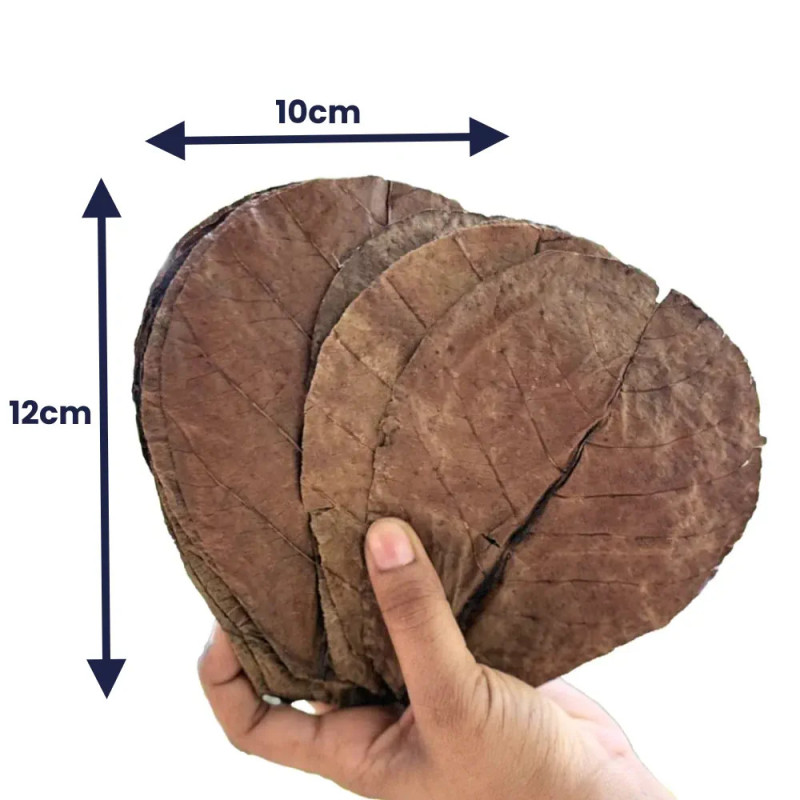 Dried Catappa leaves (Terminalia catappa, Indian almond)